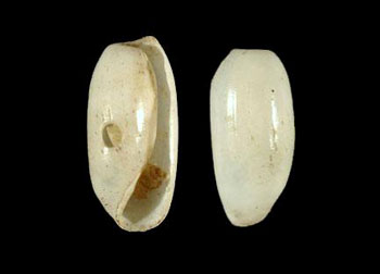 头J目 Cephalaspidea 蓝色动物学（中国动物学科普）